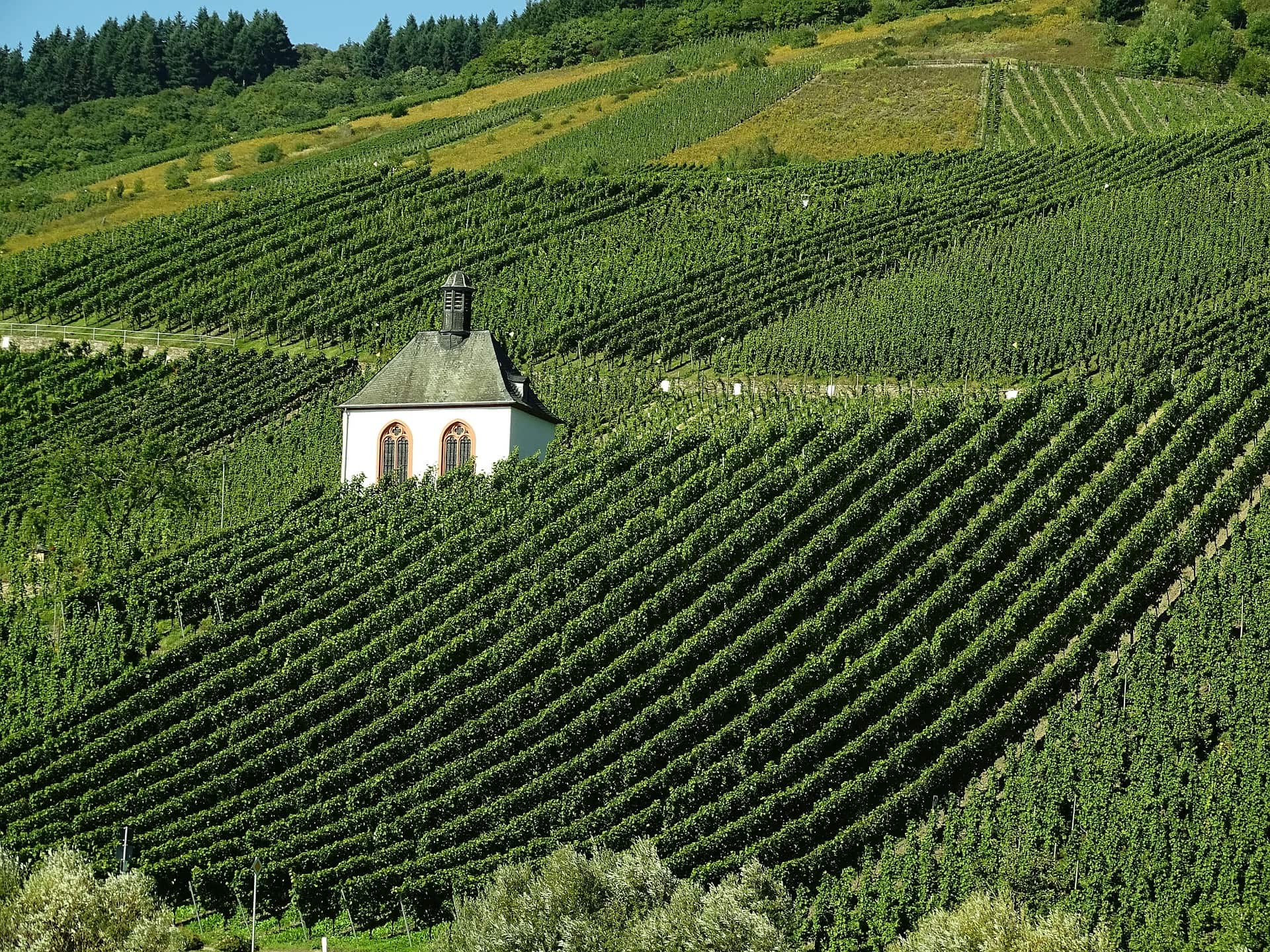Voyages de randonnées : vignobles et terroirs